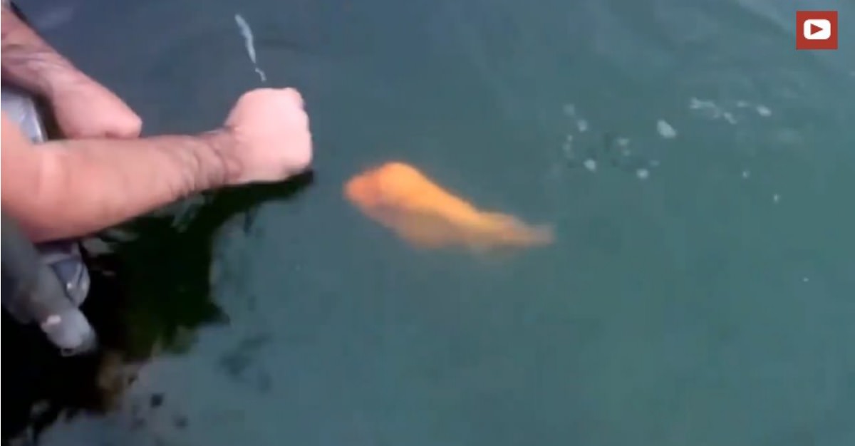 Si Pensabas Que No Había Nada Más Aburrido Que Un Pez… Vas A Cambiar De ...