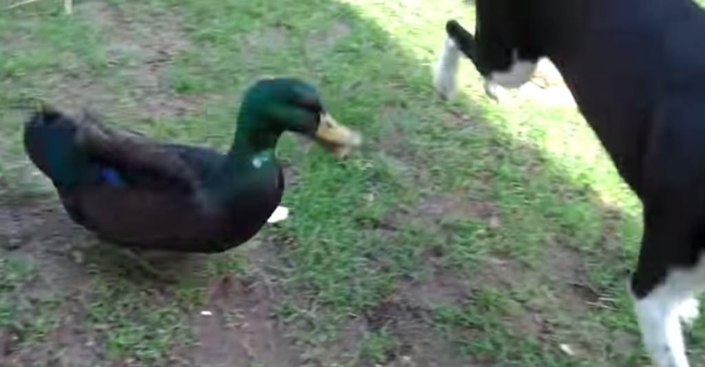 Qué Pato Más Molestoso, Si Sigue Así Lo Dejarán Listo Para La Cena | Tronya