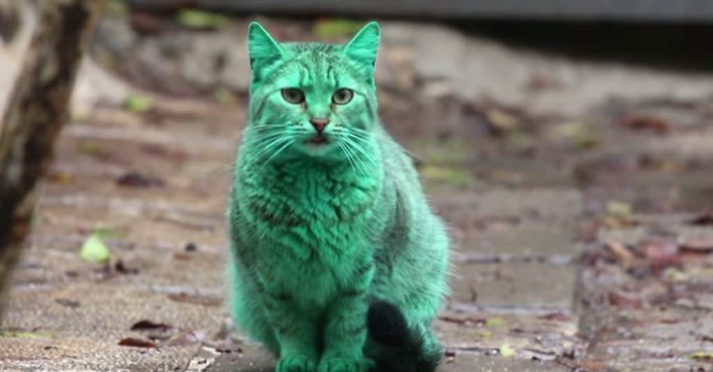 Si Crees Haber Visto Todo, Espera A Ver Este Gato Verde Que Vive En ...