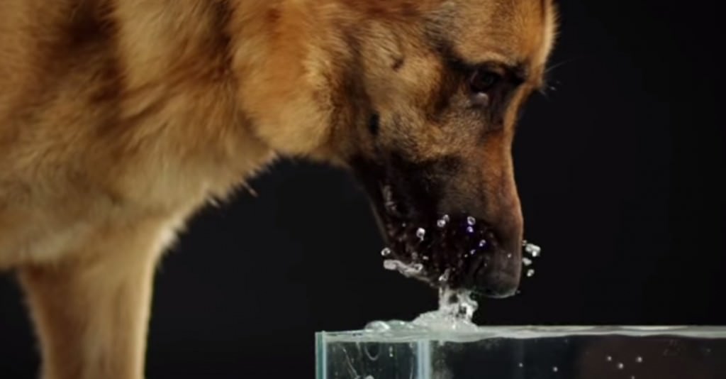 Este Video En Cámara Lenta Te Dejara Muy Claro Cómo Logran Saciar Su ...