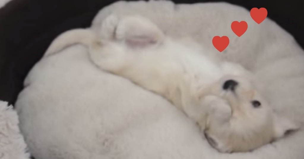 La Ternura Te Inundará Cuando Veas A Este Pequeño Cachorrito ...