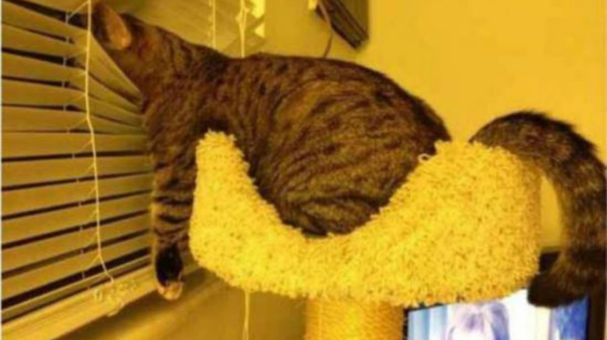 Las Posiciones Más Divertidas De Los Gatos Para Relajarse Y Dormir | Tronya