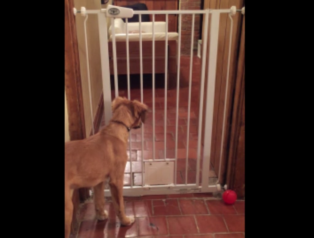 Los Perros Tienen Sus Trucos Y En Este Caso Es El Del Escapismo. Todo ...