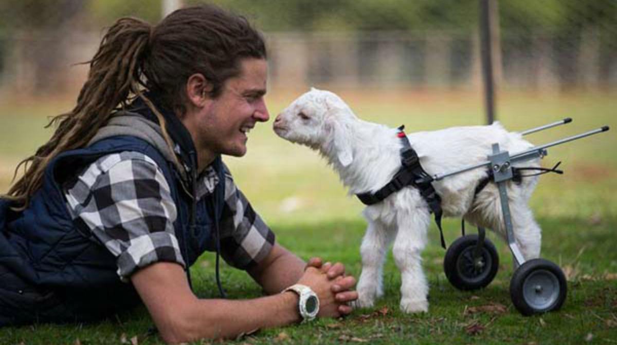 ¡Mira Lo Que Esta Cabra Bebé Puede Hacer! Esta Historia Conmoverá Tu ...