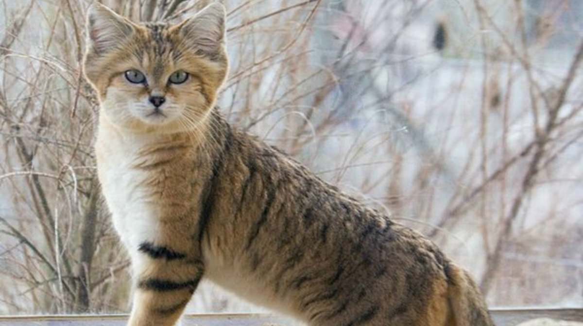 Los 26 Más Fascinantes Felinos Que Se Están Extinguiendo De La Vida ...