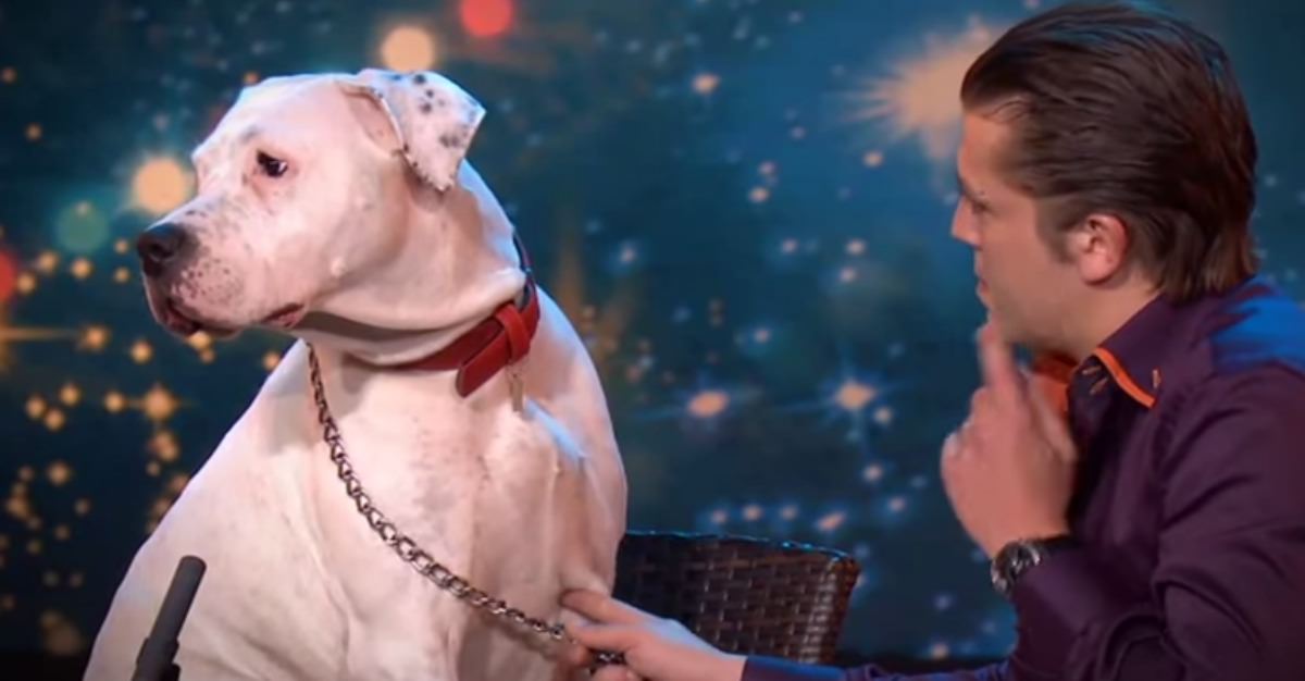 Parece Un Perro Común Y Corriente Pero Esconde Un Talento Bastante ...