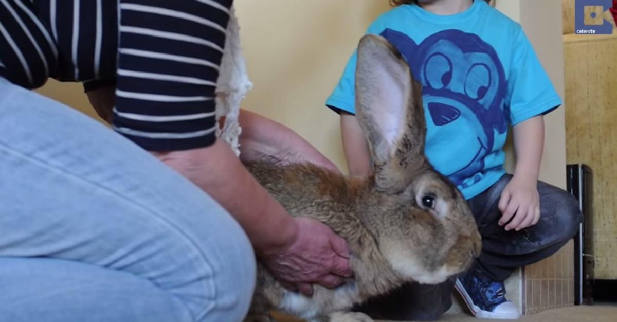 Cuando Conozcas A Estos Adorables Conejos Gigantes No Resistirás Las ...