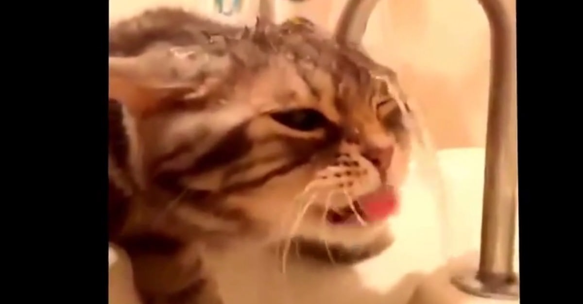Quien Haya Dicho Que A Los Gatos No Les Gusta El Agua No Conoce A Este ... Quien Haya Dicho Que A Los Gatos No Les Gusta El Agua No Conoce A Este ...