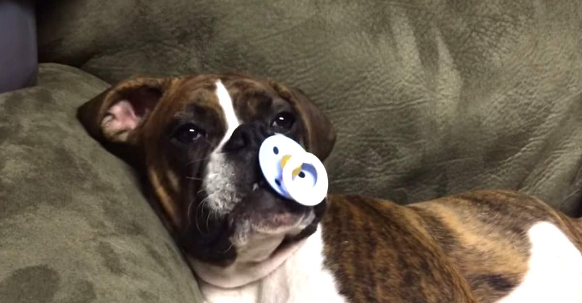 Este Perro Superó Todo Nivel De Regaloneo, Te Sorprenderá Lo Consentido ...