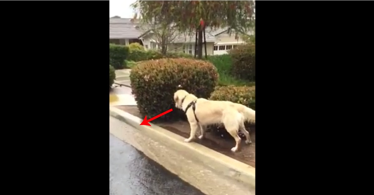 Definitivamente A Este Perro Le Gusta El Agua O Necesita Con Urgencia ...