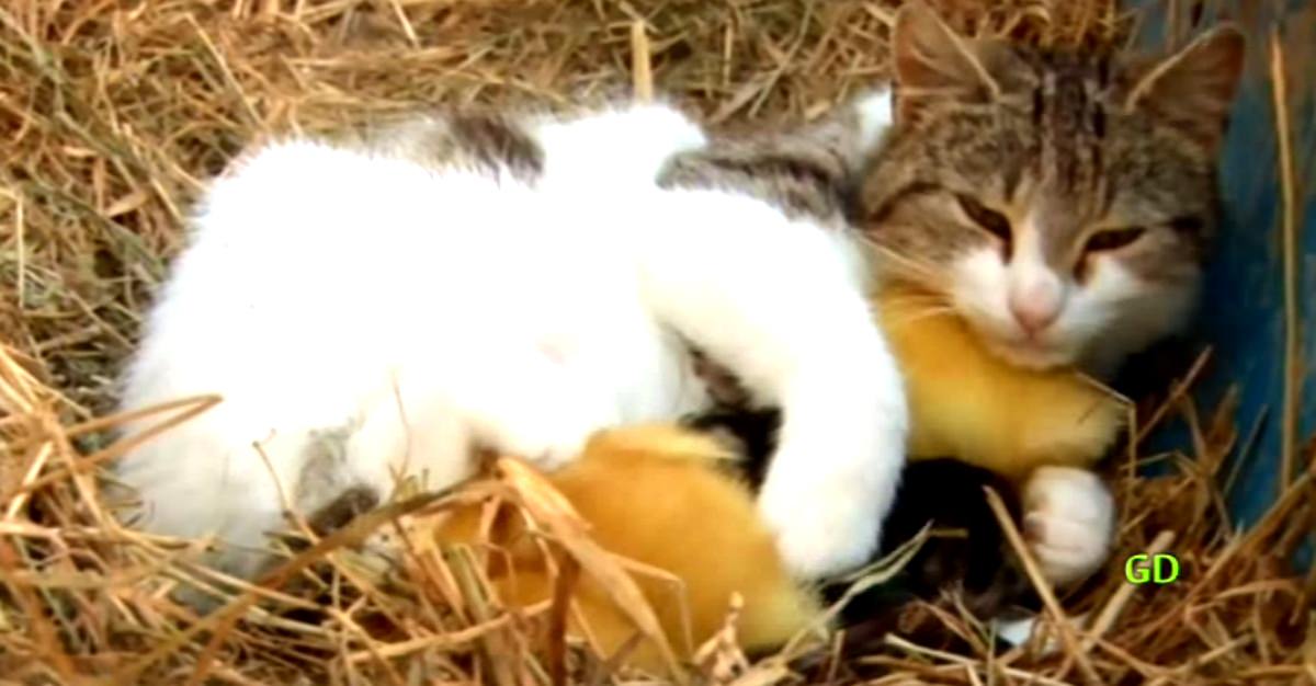 Increíble Historia De Una Gata Que Amamantó Y Adoptó A Grupo De Patos ...