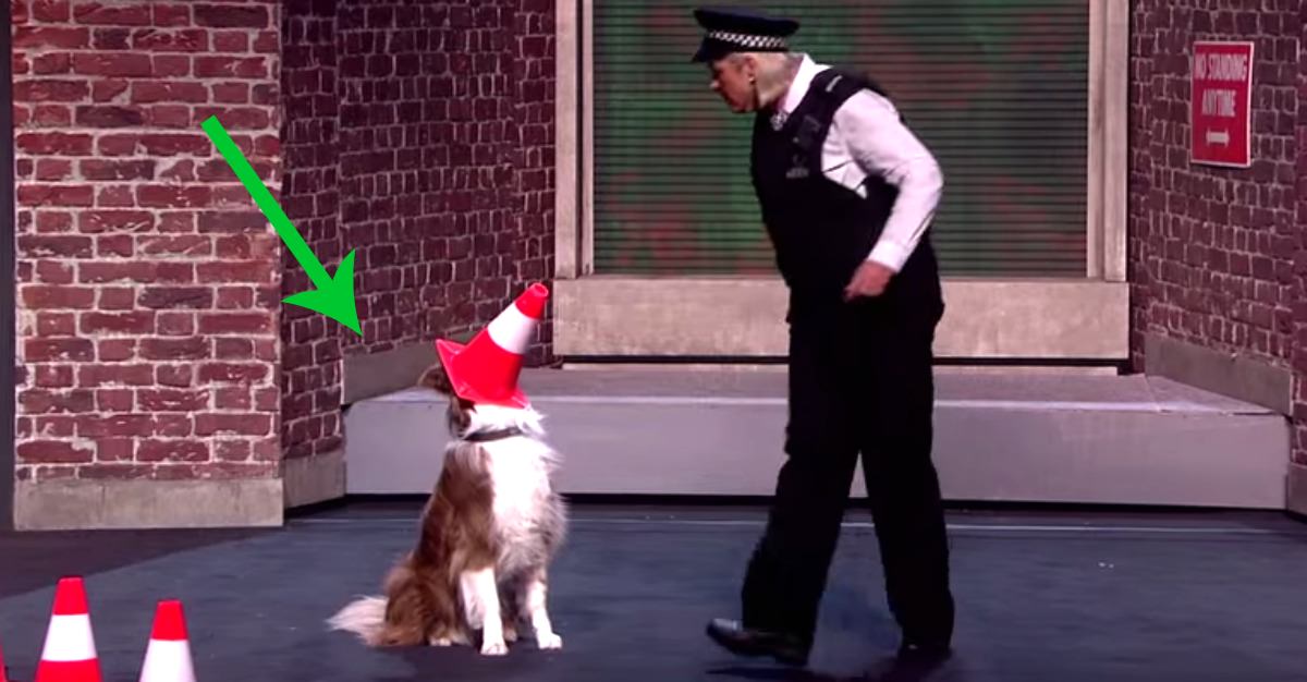 Este Perro Es Todo Un Artista Y Un Excelente Comediante, No Te Lo ...