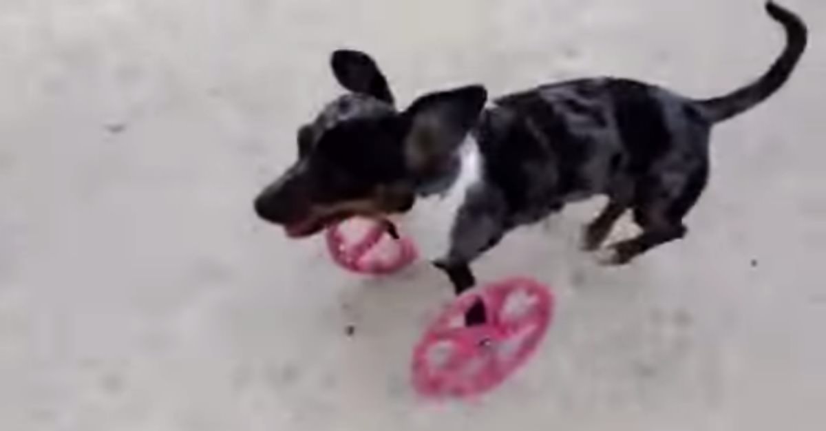 Perro De Dos Patas Puede Correr Con Sus Amigos Gracias A Prótesis Hecha ...