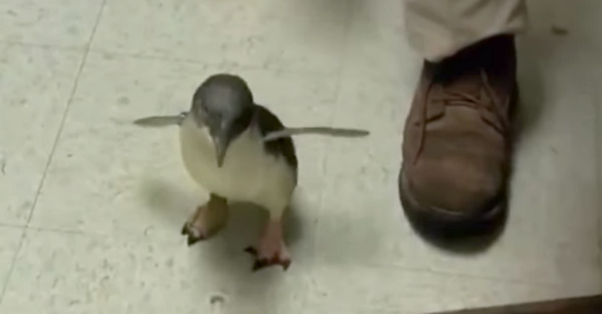 Este Pingüino Bebé Es Tan Adorable Que Te Derrite El Corazón | Tronya