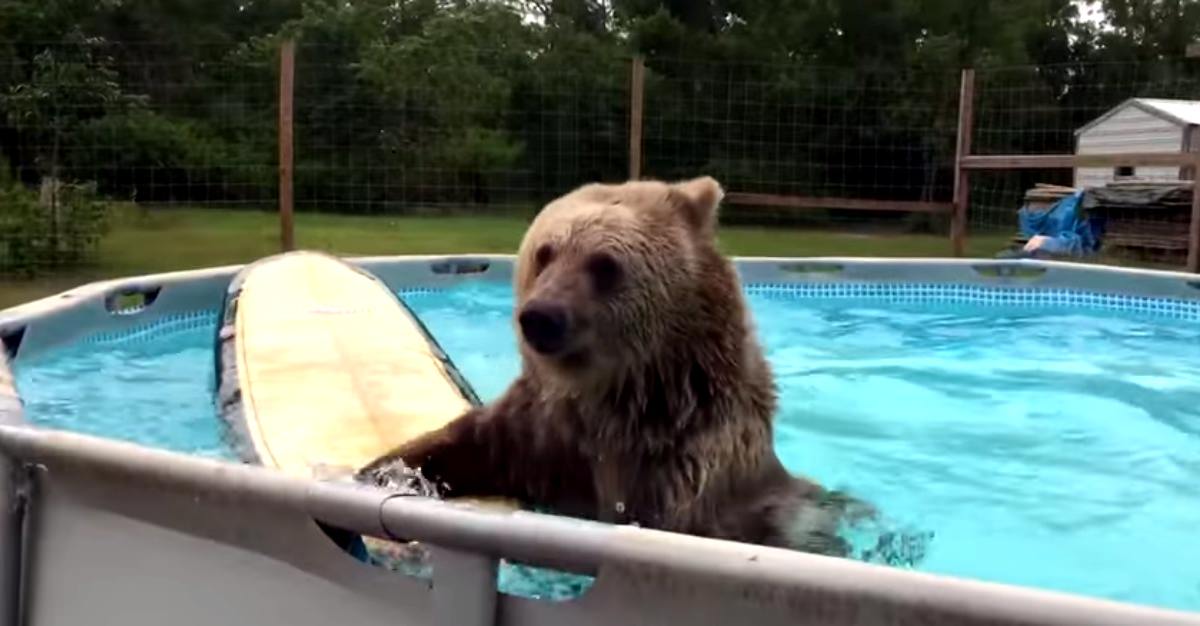 Este Oso Se Ha Hecho Famoso Por Sus Divertidos Juegos En La Piscina, Es ...