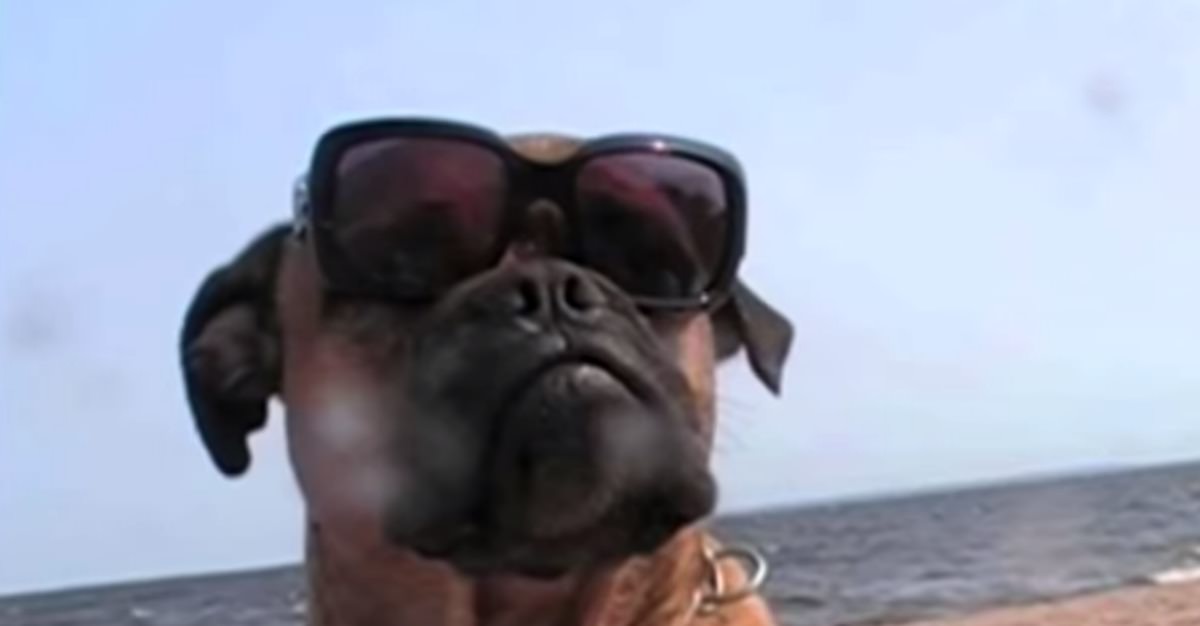 Este Simpático Video Te Demostrará Que Los Perros Sí Que Saben ...