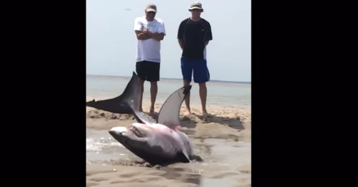 Tiburón Queda Varado En La Playa Al Buscar Alimento Y Su Rescate Es ...