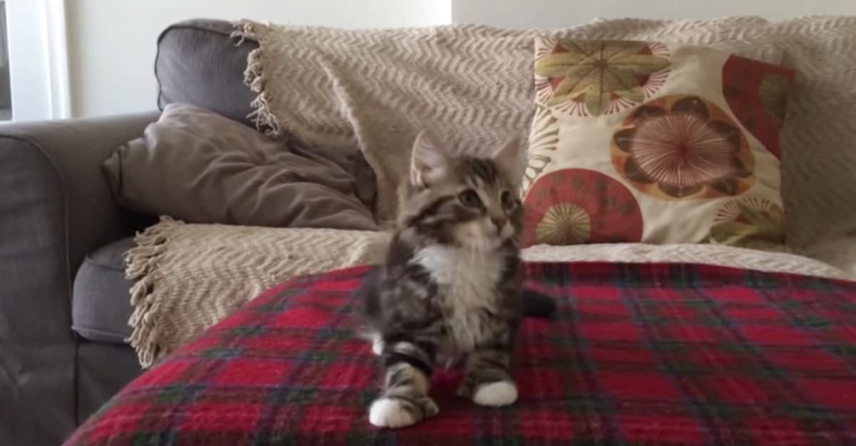 Este Gato Tiene Un Ritmo Envidiable Cuando Escucha "Uptown Funk" De ...