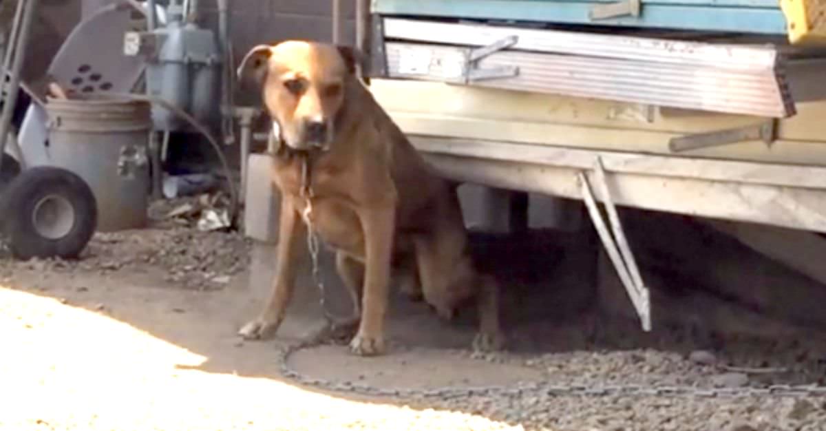 Hombre Salva A Perro Encadenado Por Toda Su Vida Y Sin Tener Contacto ...