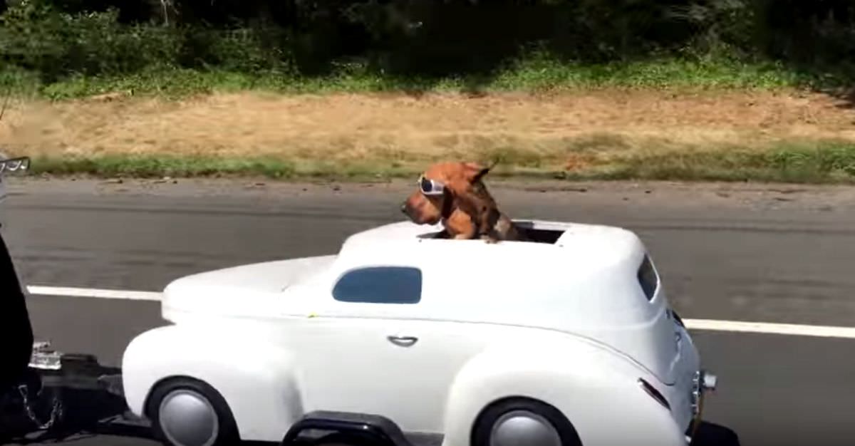 Este Perro Si Que Sabe Viajar Con Estilo, Eso No Cabe Duda | Tronya