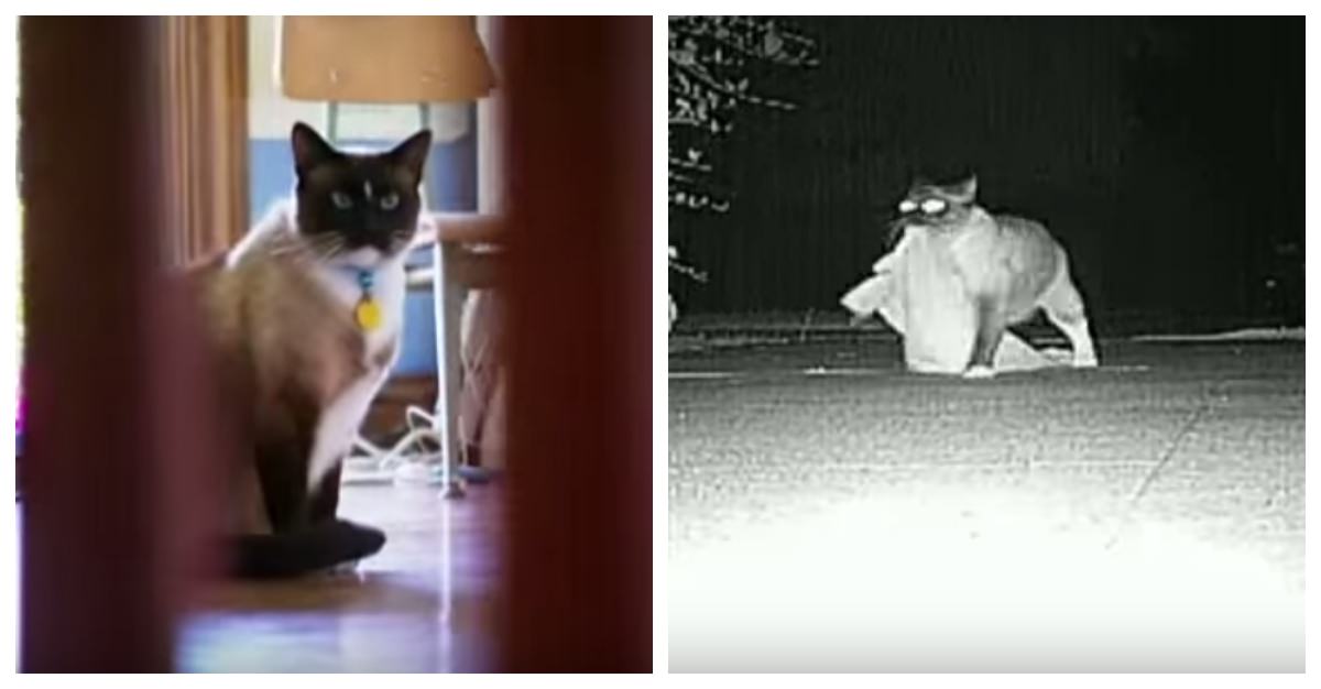 Cámara Escondida Descubre Como Un Gato Roba Diversos Artículos De Casa ...