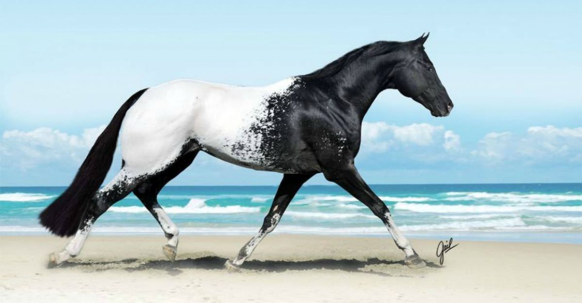 Estos 15 Hermosos Caballos Harán Que Te Enamores De Ellos O Los Adores ...