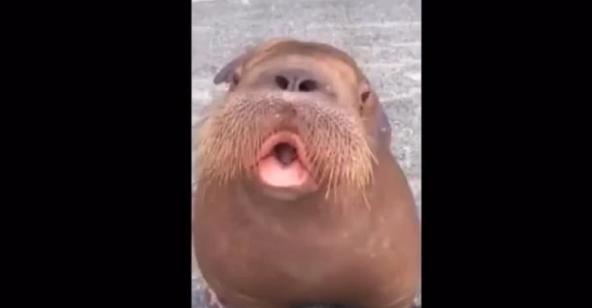 Esta Divertida Morsa Intenta Silvar Y La Verdad Es Que Lo Hace Muy Bien ...