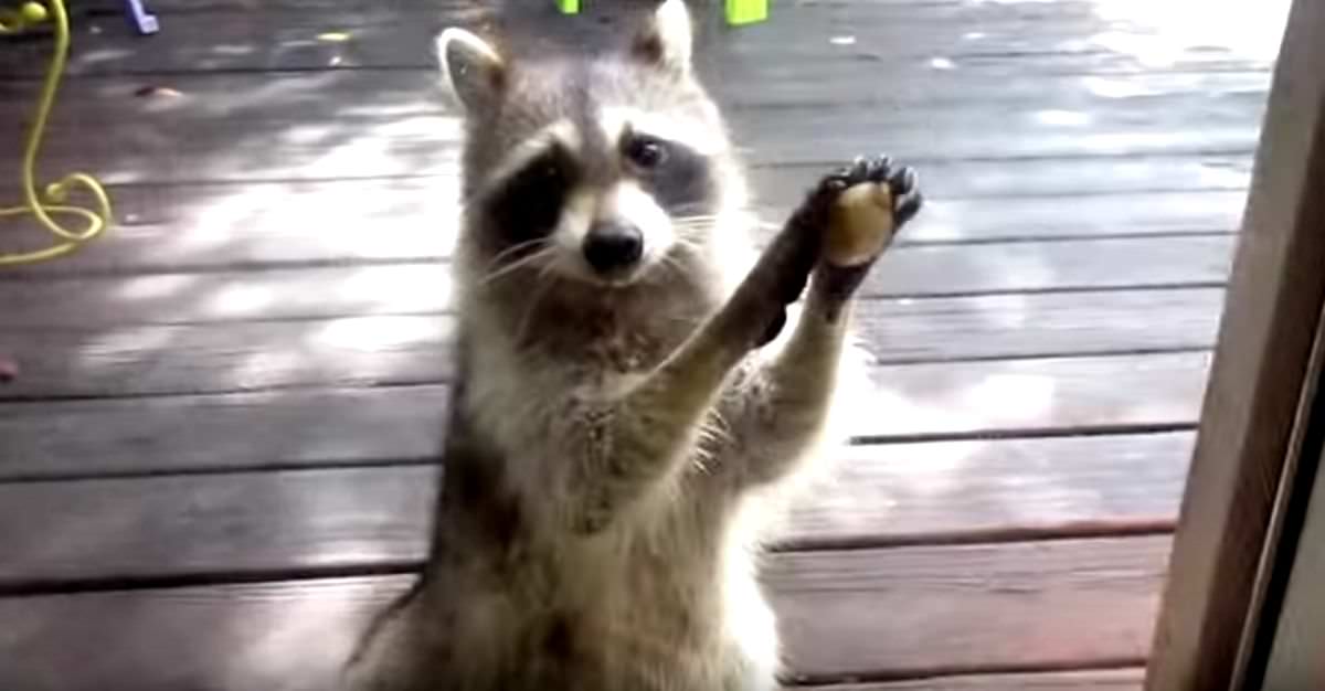 Este Mapache Tiene La Forma Más Divertida De Pedir Comida En Una Casa ...