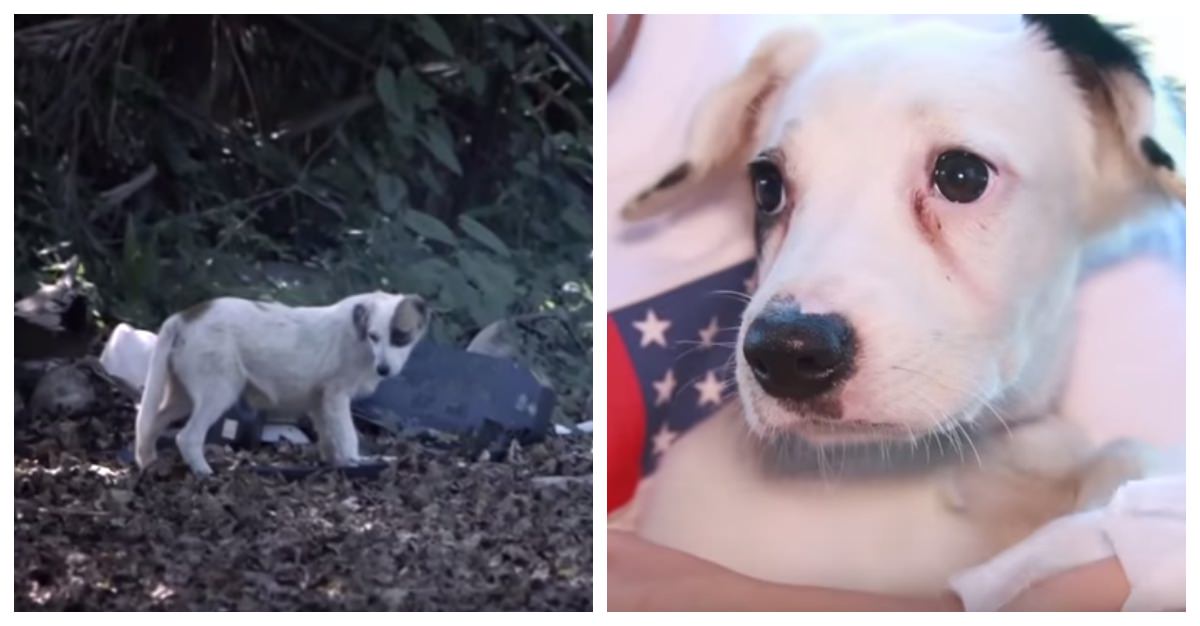 Cientos De Perros Son Abandonados En Esta Isla Y Una Agrupación Está ...