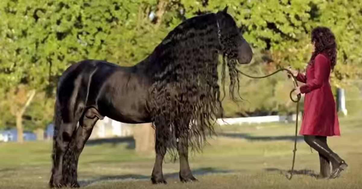 Este Semental Frisón Es Tan Hermoso Que Se Ha Hecho Famoso A Nivel ...