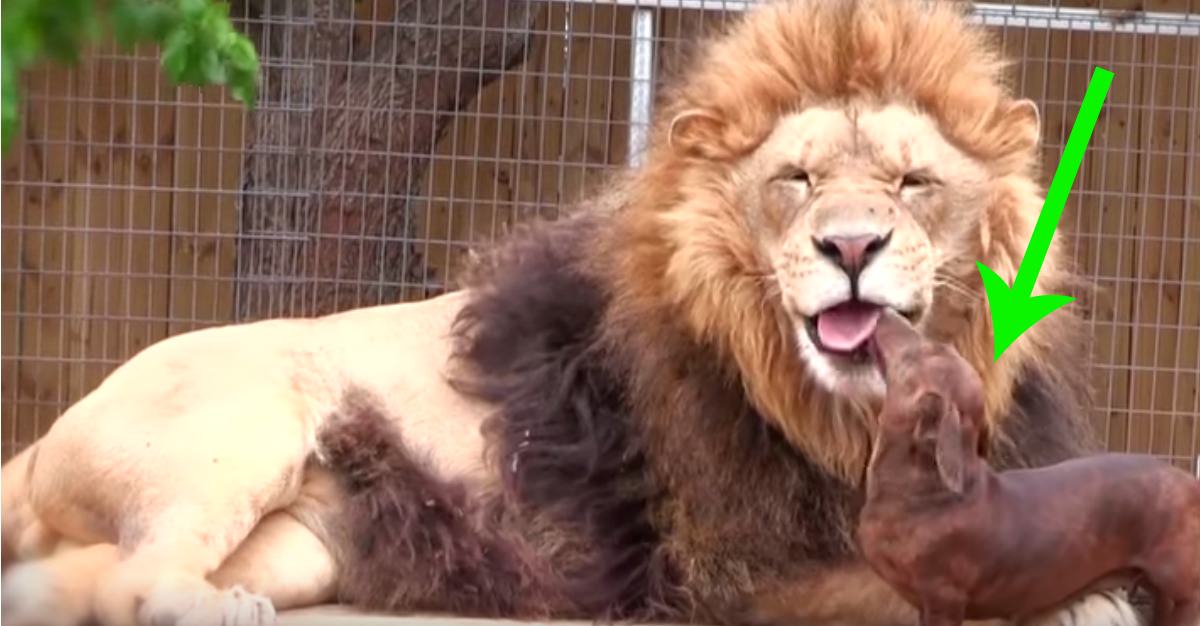 Increíble Lo Que Hace Este León Cuando Se Le Acerca Un Valiente ...