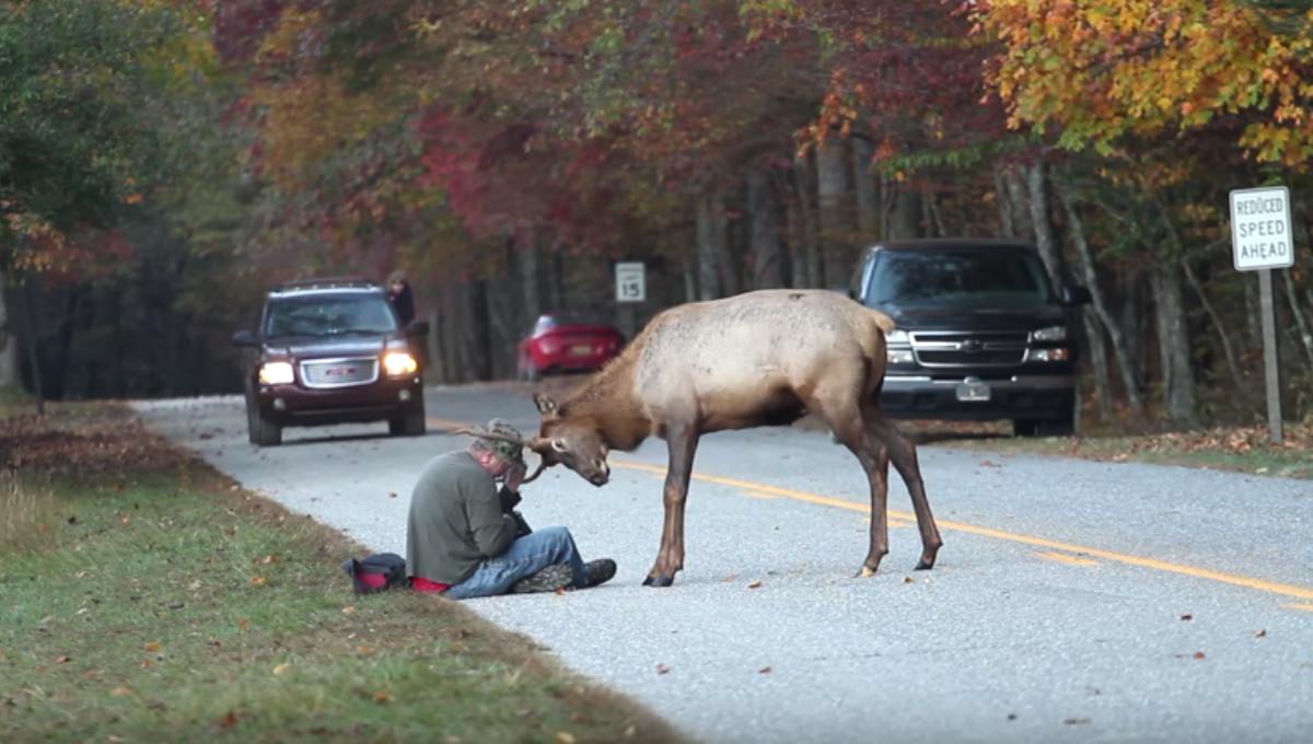 Este Encuentro Revela Que Este Alce Ya No Le Teme A Los Humanos Y Eso ...
