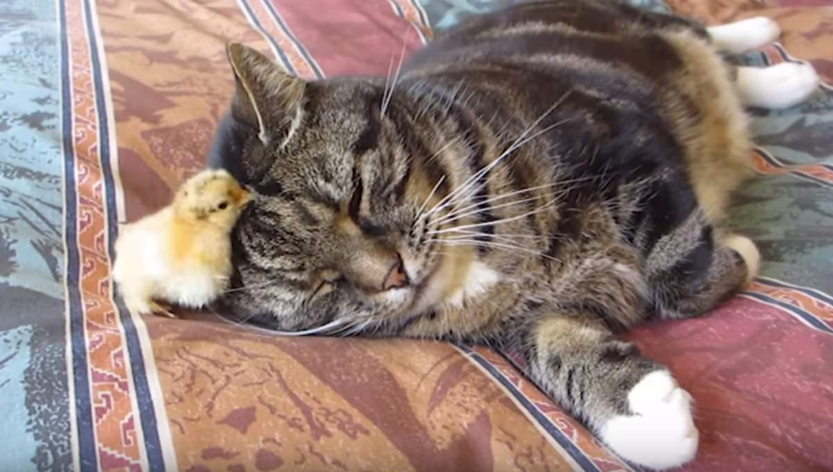 Este Pollito Busca La Comodidad En El Pelaje De Un Gato Para Dormir Una ...