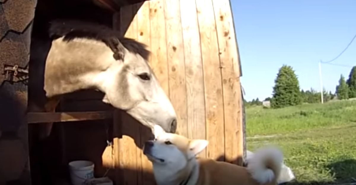 La Amistad Entre Este Caballo Y Un Perro Te Dejará Suspirando De ...
