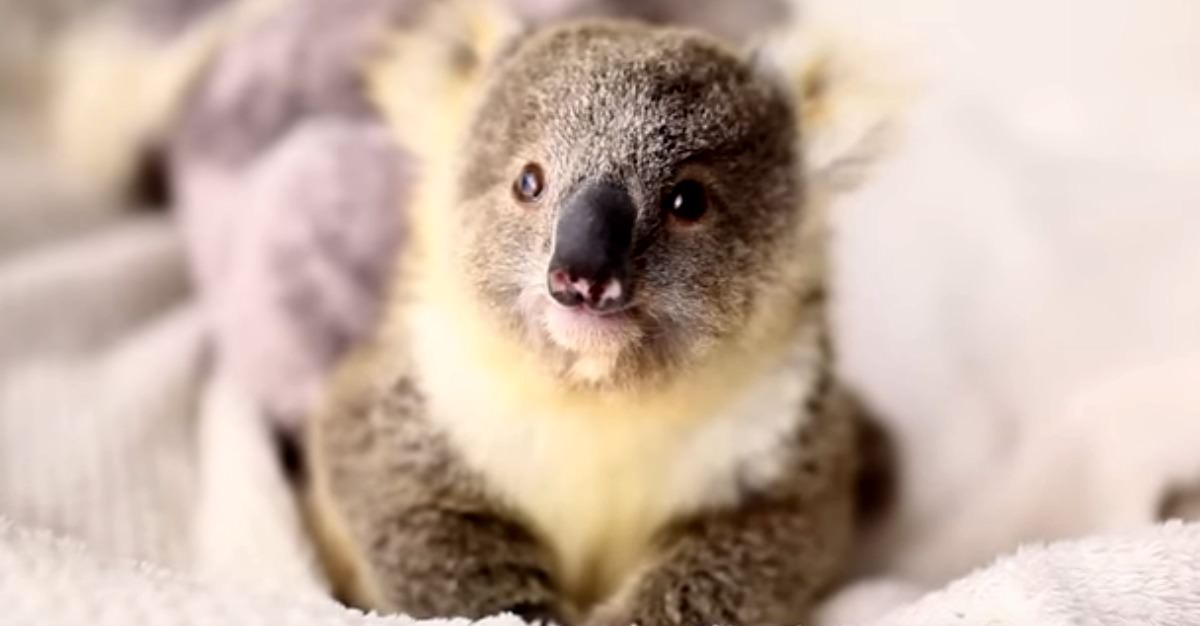 Este Bebé Koala Robará Tu Corazón, En Especial Cuando Llega La Hora Del ...