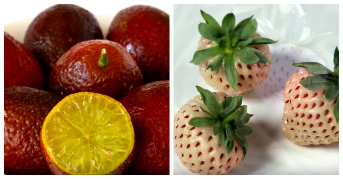 Conoce Las 10 Frutas Hibridas Más Increíbles Del Mundo, Son Una ...