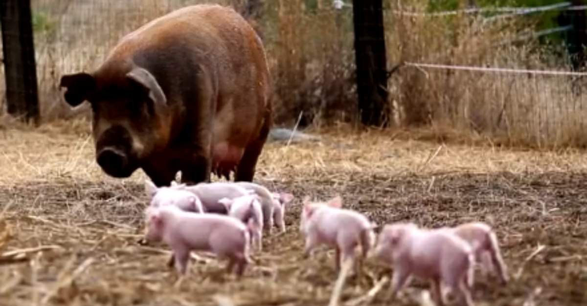 Cerda Embarazada Salta De Camión Que La Llevaba Al Matadero Para Salvar ...