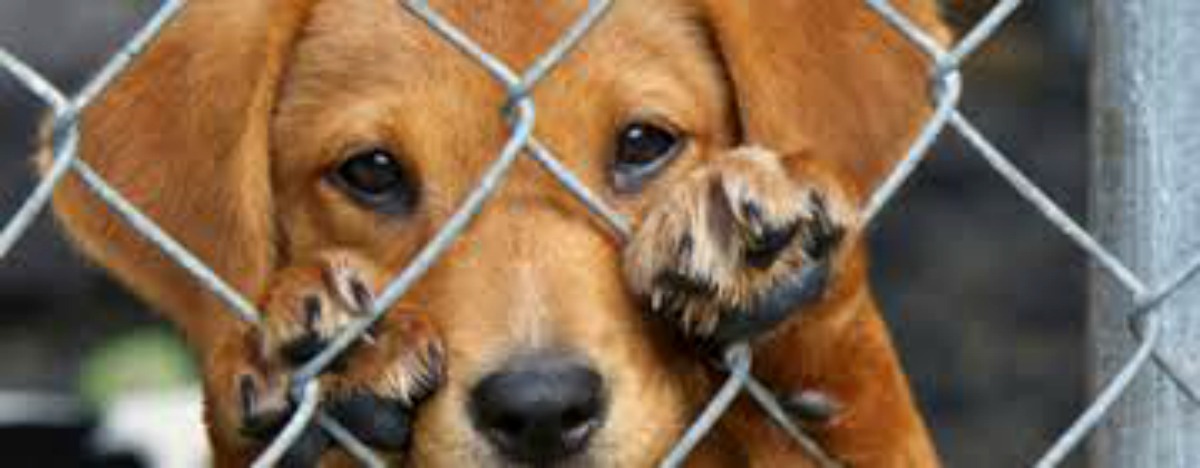 FBI Considerará El Maltrato Animal Como Un Delito Equivalente Al ...