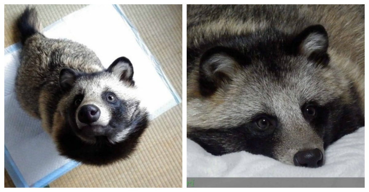 Conoce A Tanu, El Adorable Perro Mapache Que Tiene Enloquecidos A Los ...