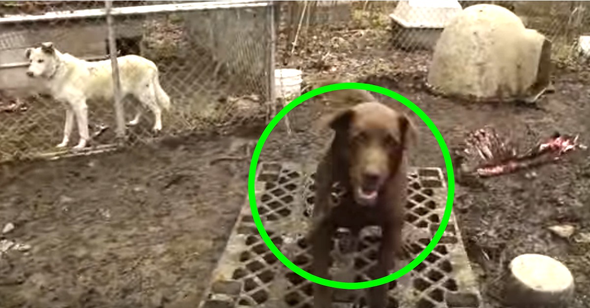 Perro Extraviado Por 5 Años Se Reencuentra Con Su Familia Luego De ...