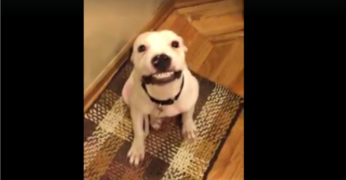 Simpático Perro Despliega Su Mejor Sonrisa Cada Vez Que Se Lo Piden ...