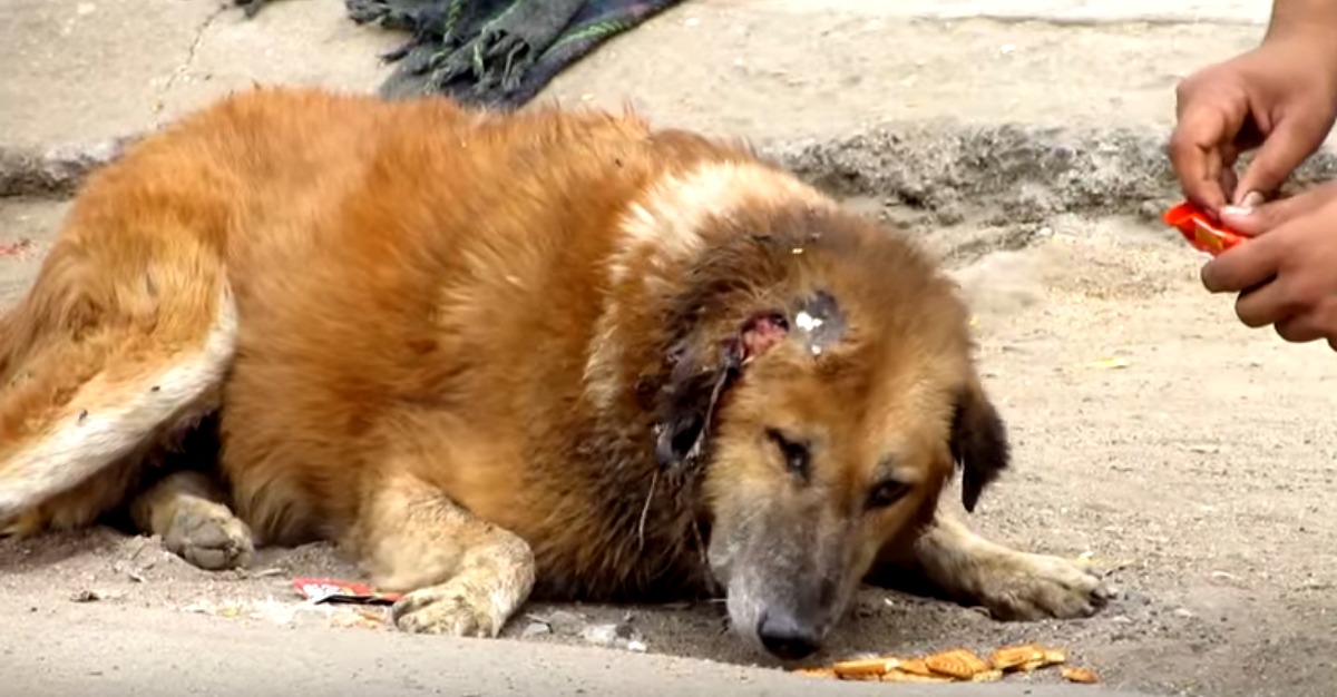 Perro Callejero Encontrado Con Su Oreja Desgarrada Recibe Ayuda Caída ...