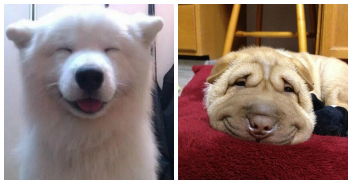 Conoce A Los 24 Perros Más Felices Del Mundo Que Te Contagiarán Con Su ...