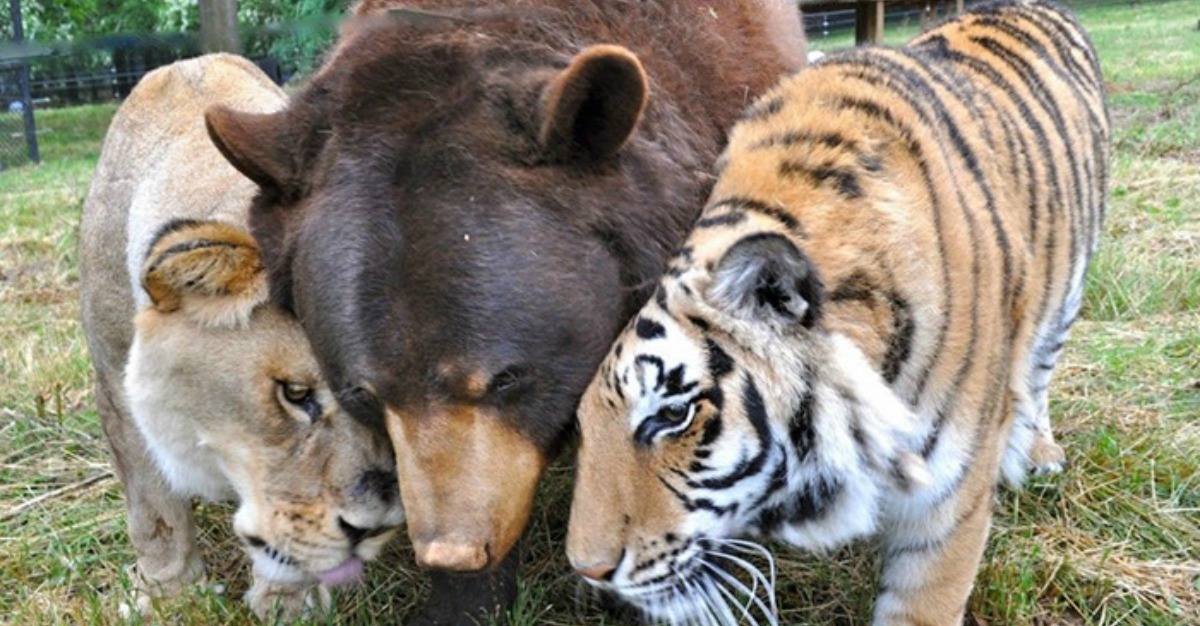 Este Oso, León Y Tigre Son Los Mejores Amigos Y Han Estado Juntos Por ...