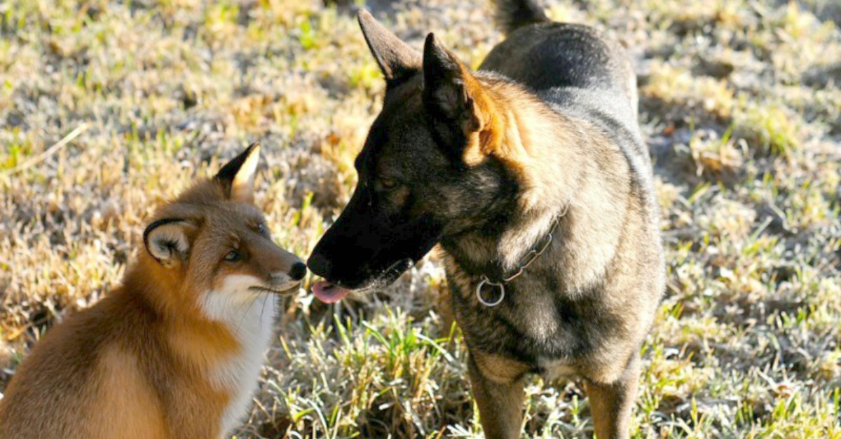 Perro Y Zorro Se Han Convertido En Los Mejores Amigos Del Mundo | Tronya