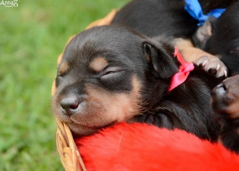 La Adorable Perrita Embarazada Ya Tuvo A Sus Cachorritos Y Tienes Que ...