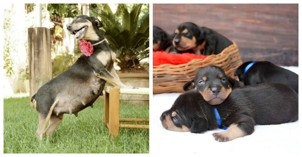 La Adorable Perrita Embarazada Ya Tuvo A Sus Cachorritos Y Tienes Que ...