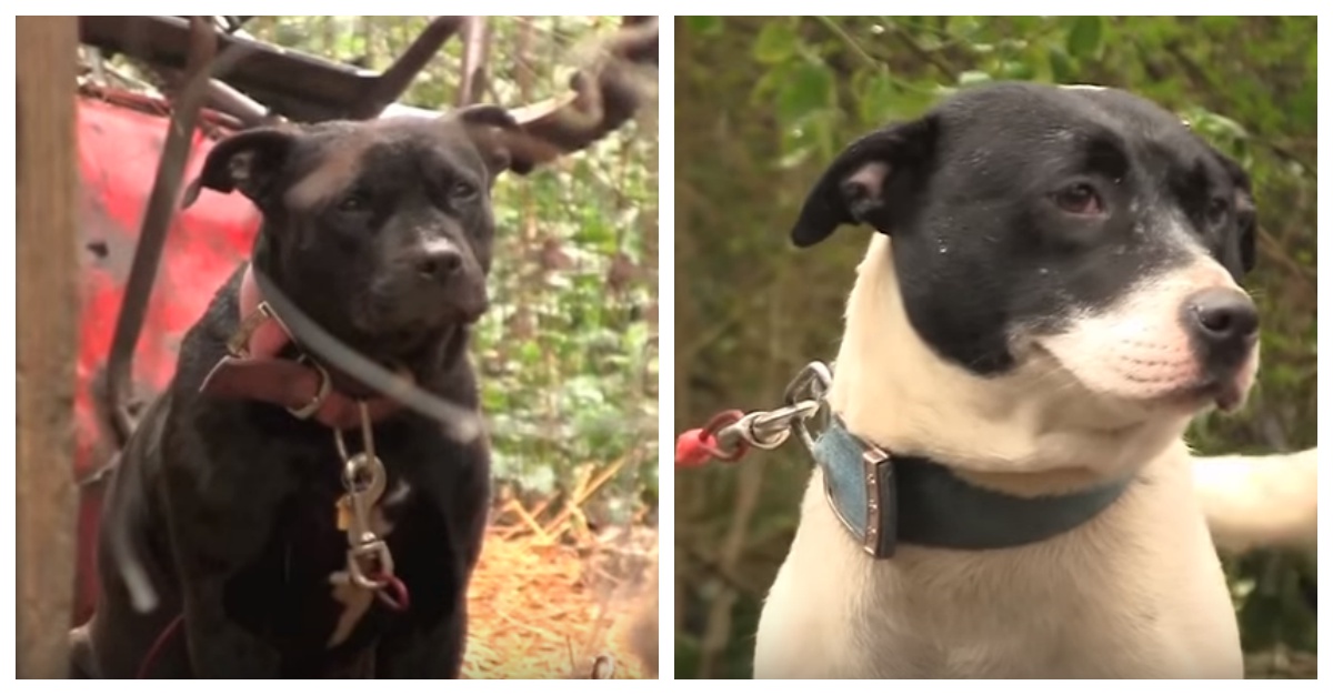 Perros Encadenados Casi Toda La Vida Muestran Su Agradecimiento Cuando ...