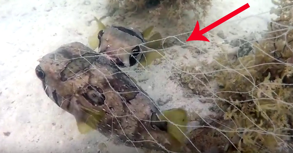 Pez Muestra Su Lealtad Permaneciendo Al Lado De Su Amigo Mientras Es ...