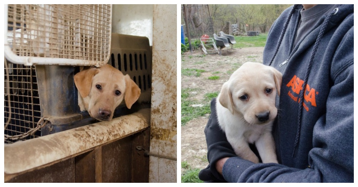 48 Perros Fueron Rescatados De Una Fábrica De Cachorros Y Ahora Conocen ...